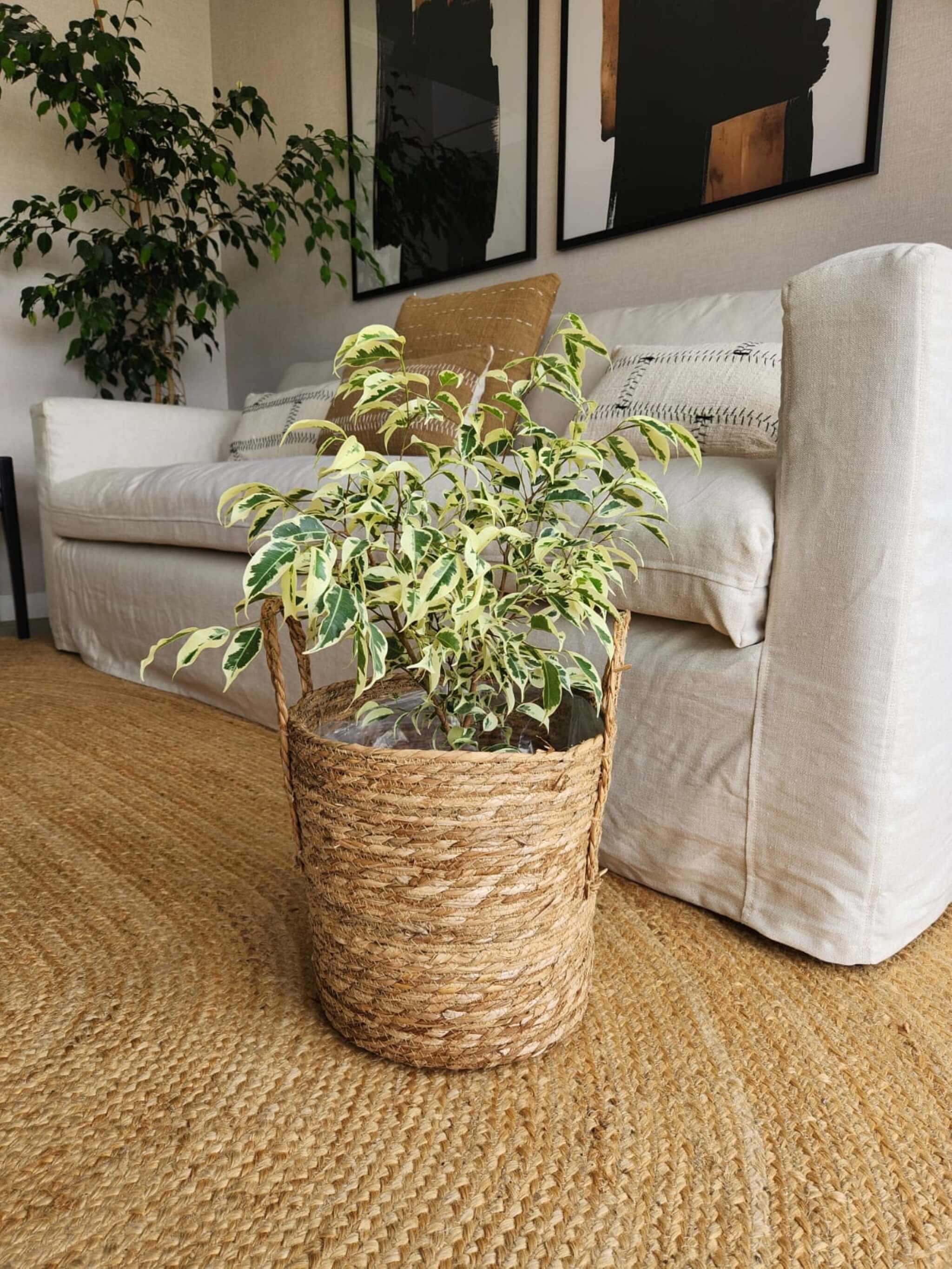 Ficus Benjamina Blanco – Garden Room